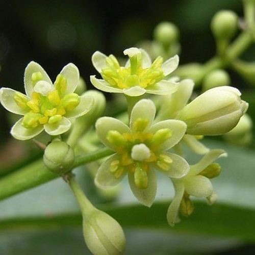 Spier en Gewrichtbalsem 30 ml - Zalf-crème van bloemetjes en bijtjes ...