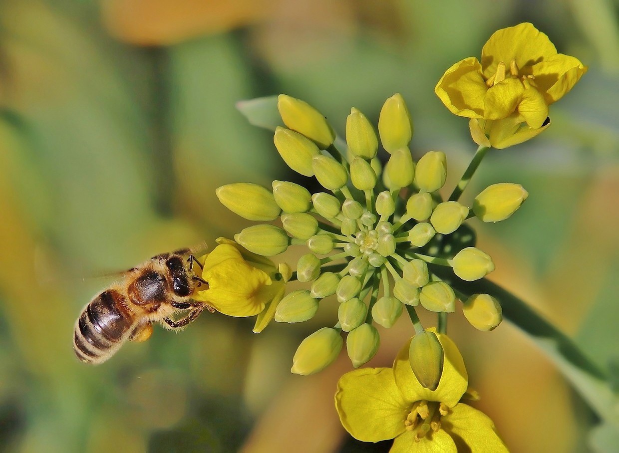 Koolzaadhoning 470 gram - Honing - addlia.nl